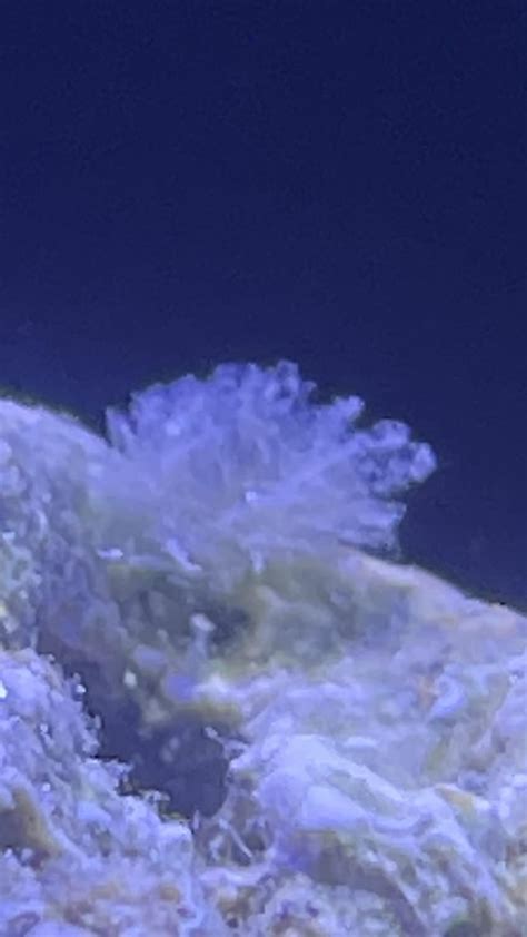 New Pico Reef Finished Cycling Whats This Feather Like Thing On The