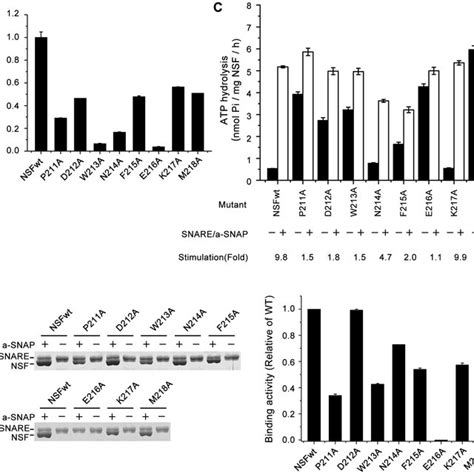 Mutational Effects Of The Middle Region Of The NSF N D1 Linker A