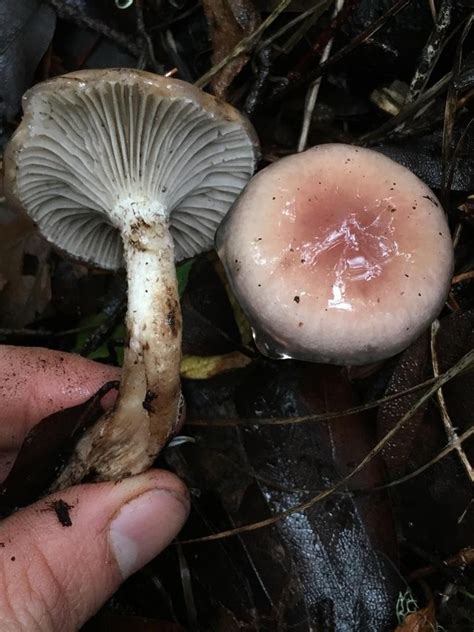 Gomphidius Gomphidius Picture Mushroom
