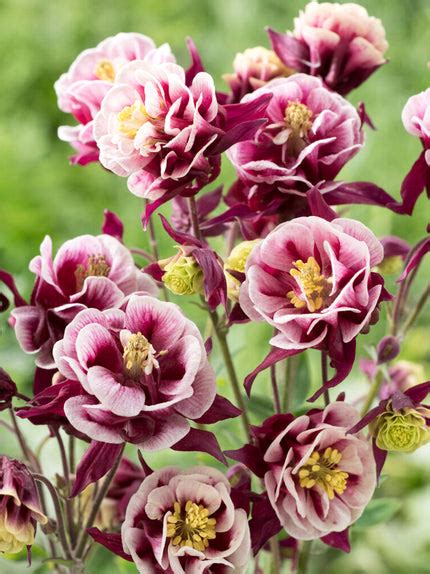 Aquilegia Bare Roots Buy Columbine Online Dutchgrown™ Uk