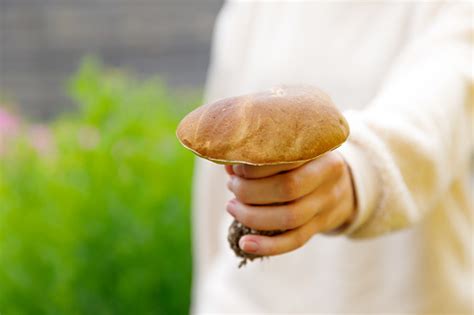 가을 숲 배경에 갈색 모자 페니 번과 원시 식용 버섯을 들고 여성 손 자연 환경에서 큰 Ceps 버섯따기 수확 맛있는 유기농