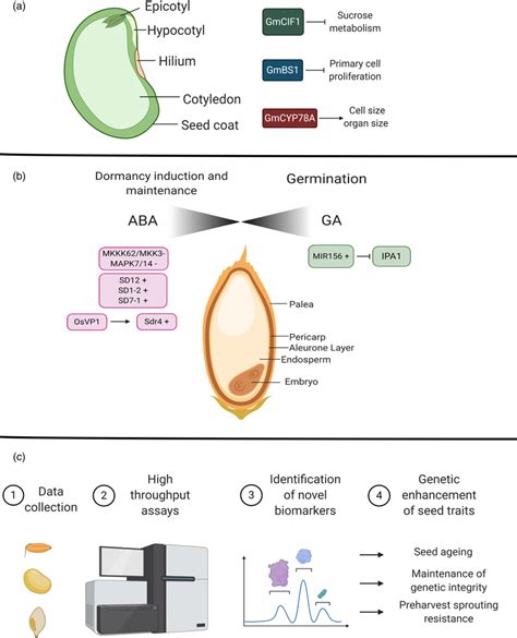 Regulation Of Seed Development For Improved Agronomic Traits In Dicot Download Scientific