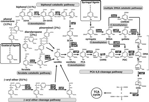 Catabolic Pathways Involved In Degradation Of Lignin Derived Compounds Download Scientific