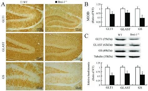 Reactive Microgliosis In The Hippocampus Of 4 Week Old Bmi 1 22 Mice