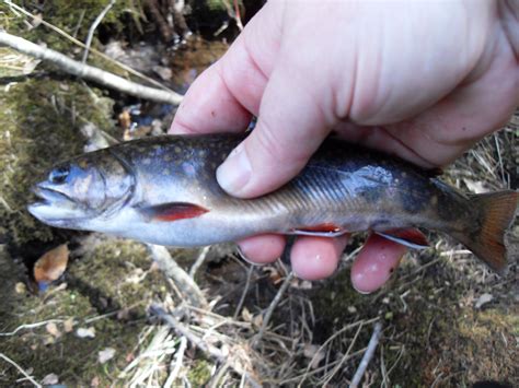 Native Brook Trout Brook Fishing In Maine My Catch Catch And