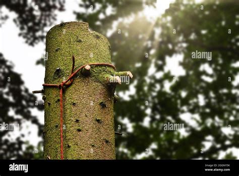 Felled Spruce Tree Cutting Down Of Tree Logging Isolated Tree Trunk With Attached Rope