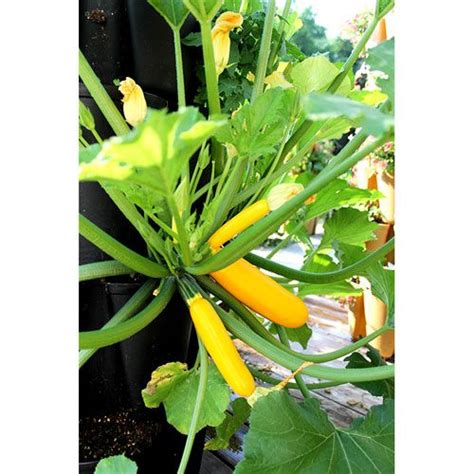 How To Grow Squash And Zucchini Vertically Greenstalk Vertical Garden