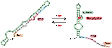 A Synthetic Theophylline Responsive Riboswitch Variant Adopts A Fold