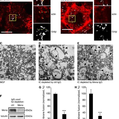 Mena Depletion Impairs Golgi Reassembly After Nocodazole Washout A