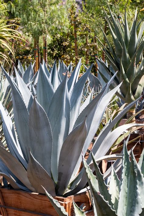Best Prices Same Day Shipping Americana Agave Century Plant Cacti 11