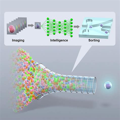 Cell Sorting Progresses With New Cell Imaging Technique Electronics360