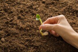 How To Improve Soil Quality Naturally In 4 Easy Steps