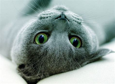 Comment éviter la perte de poils chez mon chat et mon chien