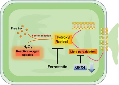 细胞发生铁死亡的检测方法大全 哔哩哔哩