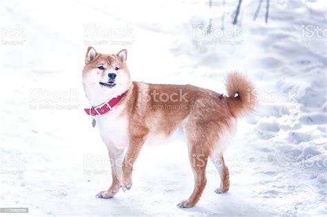 시바 Inu 품종의 개는 아름 다운 겨울 숲 배경에 눈에 앉아 가축에 대한 스톡 사진 및 기타 이미지 가축 강아지 어린