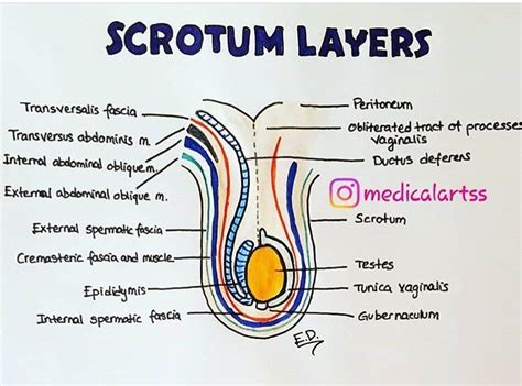 Doctor Gohari On Instagram “scrotum Layers 💥 Credit Medicalartss