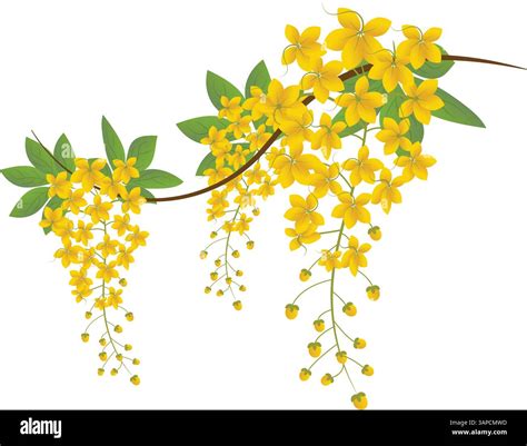 Cassia Fistula Golden Shower Tree Flower Vector Illustration Stock
