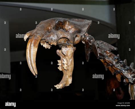 Smilodon Fossil