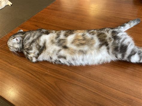 なな On Twitter 猫カフェ行ってよしちゃんから浮気してきたんだけど、とある猫にめちゃくちゃに懐かれてだいたい膝上にいたしなんか