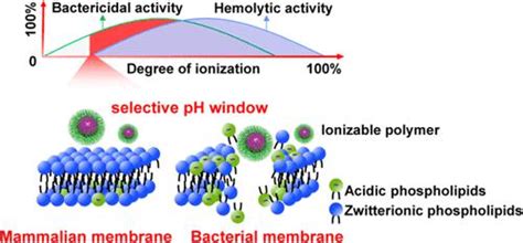 Ph Window For High Selectivity Of Ionizable Antimicrobial Polymers Toward Bacteriaacs Applied