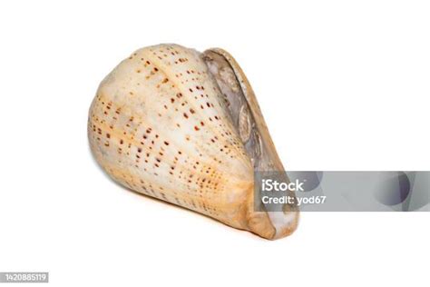 Conus Betulinus 일반적인 이름 Betuline Cone은 바다 달팽이의 종 Conidae 가족의 해양 복족류 연체
