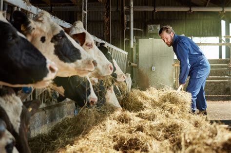 Bijmengverplichting Groen Gas De Gevolgen Vattenfall Grootzakelijk