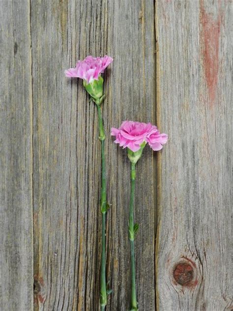 Wholesale Farida Light Fuchsia Carnations Delivered Online Flowerfarm