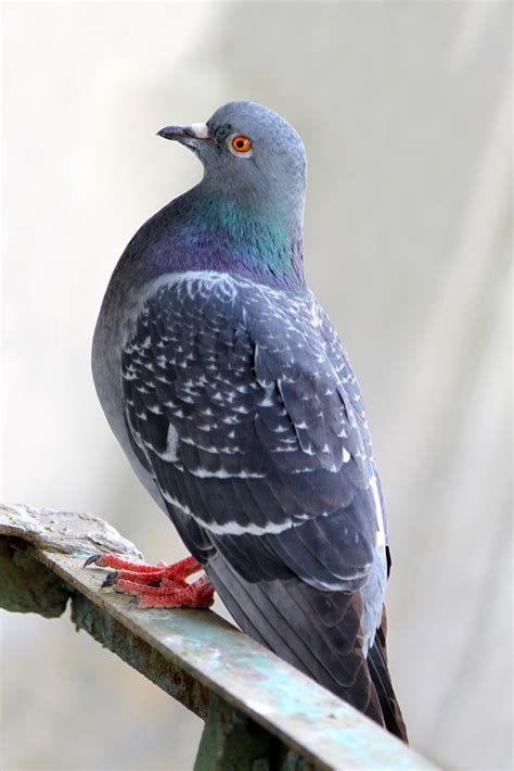 The Benefits Of Installing Wildlife Pros Balcony Bird Netting
