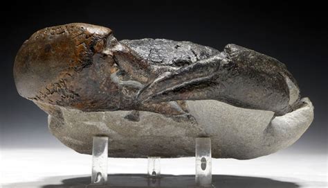 Crab Fossil Tumidocarcinus Giganteus New Zealand Stone Crabs