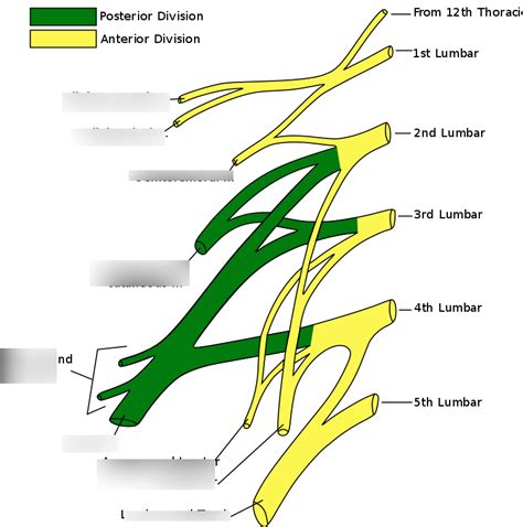 Lumbar Plexus Diagram Quizlet