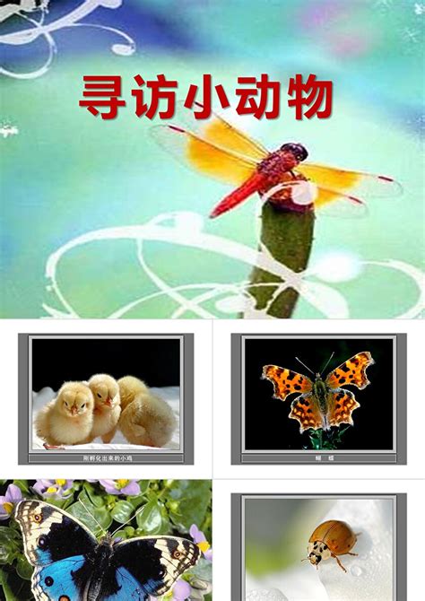 《寻访小动物》动物ppt课件卡卡办公