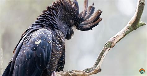 Australian Scrub Python Simalia Kinghorni Australian Reptilia