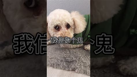 淘气搞笑合集2｜萌宠日常生活分享｜宠物生活vlog｜治愈系萌宠｜宠物搞笑视频｜比熊犬｜贵宾犬｜h I 这里是淘气家｜ Youtube