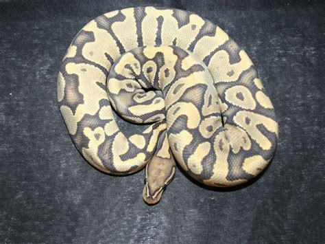 Orange Ghost Morph List World Of Ball Pythons