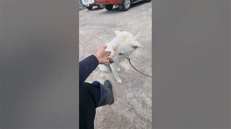 주인을 너무 좋아하는 시골 진돗개 Youtube