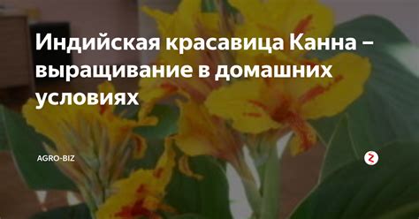 Индийская красавица Канна – выращивание в домашних условиях | Agro-Biz ...