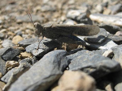 Grasshopper On The Rocks By Adiraiju On Deviantart