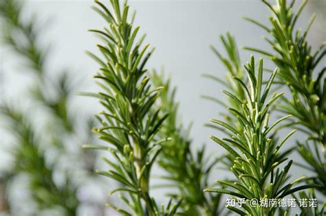 迷迭香提取物迷迭香精油的使用方法 知乎
