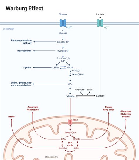 Warburg Effect Biorender Science Templates