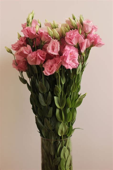 Lisianthus | Цветы, Букет, Любимые цвета