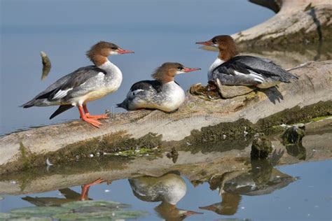Three Female Common Merganser Ducks Stock Image Image Of Avian Migration 268947201