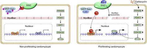 Cardiomyocyte Proliferation Remove Brakes And Push Accelerators Cell