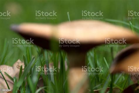 Niederlangen Emsland 독일에서 잔디밭에 흐리게 버섯에 사이드 보기 0명에 대한 스톡 사진 및 기타 이미지 0
