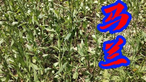 野生中草药 马兰三农农村户外好看视频