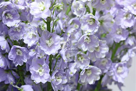 Delphinium Flowers In A Vase