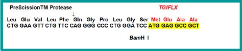 Schematic Representation Of Pgex 6p 1tlx Expression Construct Which