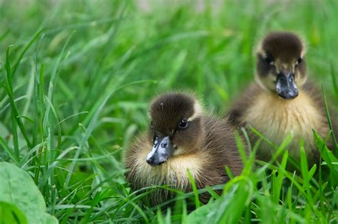Ördek Yavrusu Ördekler Kuşlar Pixabayde ücretsiz Fotoğraf Pixabay