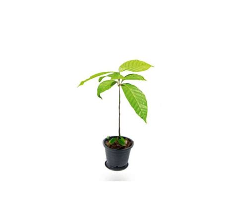 Hybrid Cocoa Seedlings Farmers Marketplace