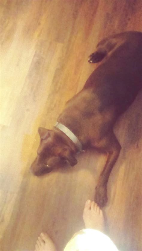 Buddy Pitbulls Amino Amino