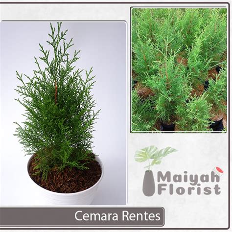 Jual Cemara Rentes Cemara Wangi Aroma Khas Cemara Tanaman Hias Shopee Indonesia